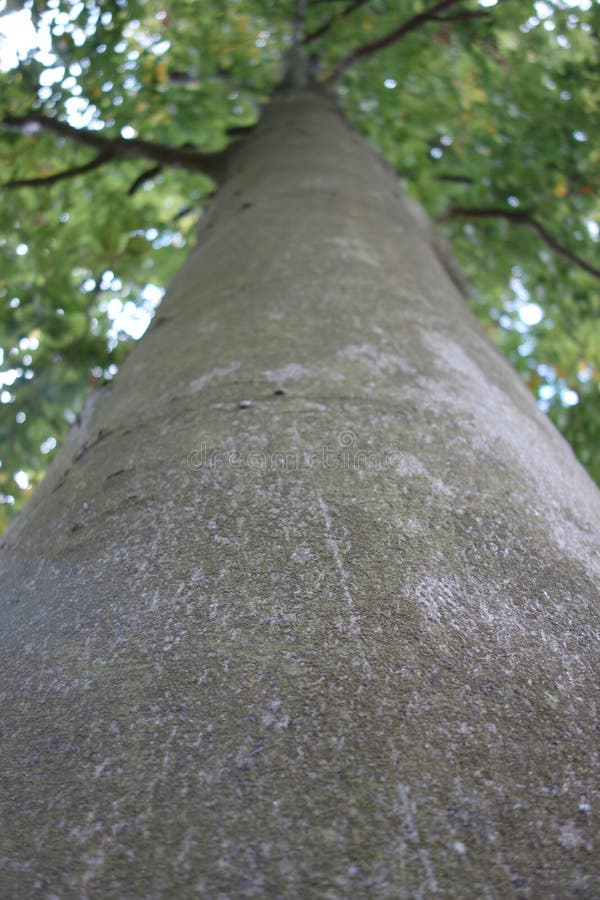 A Tall Straight Tree Trunk stock image. Image of leaves - 161253029