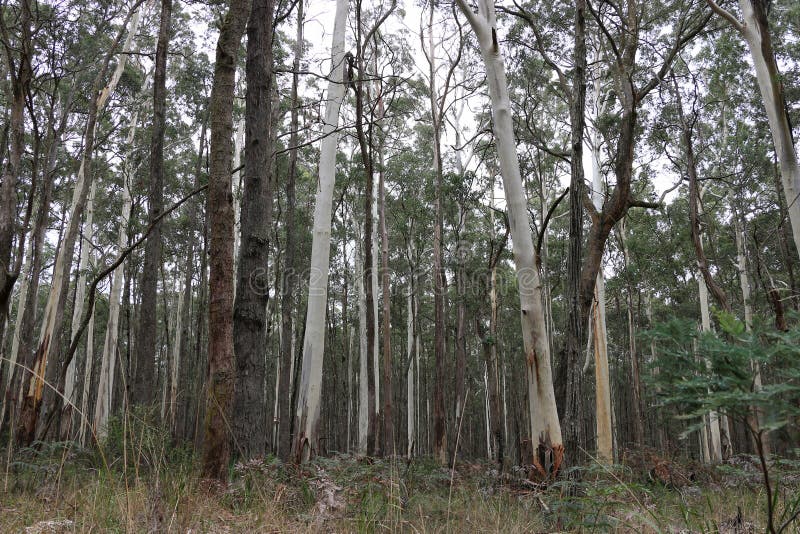 Tall Straight Trees Growing in a Forest Stock Image - Image of outdoor ...