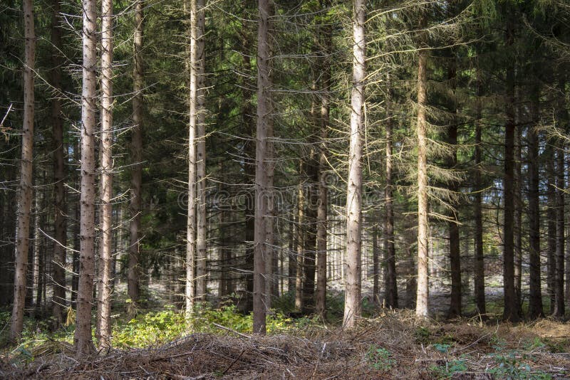Tall Straight Trunks of Pine Trees in the Forest. Summer Sunny Day ...