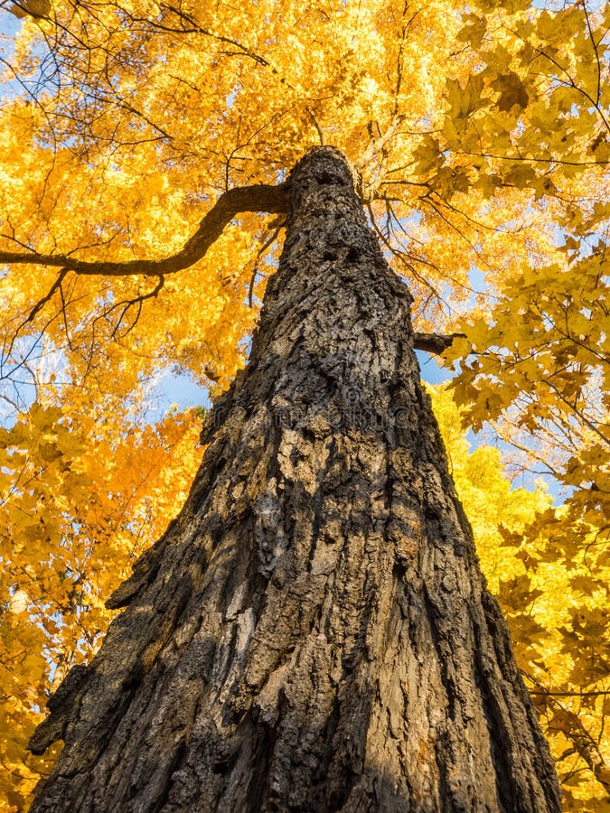 Tree with Golden Falll Foliage Stock Photo - Image of fall, golden ...