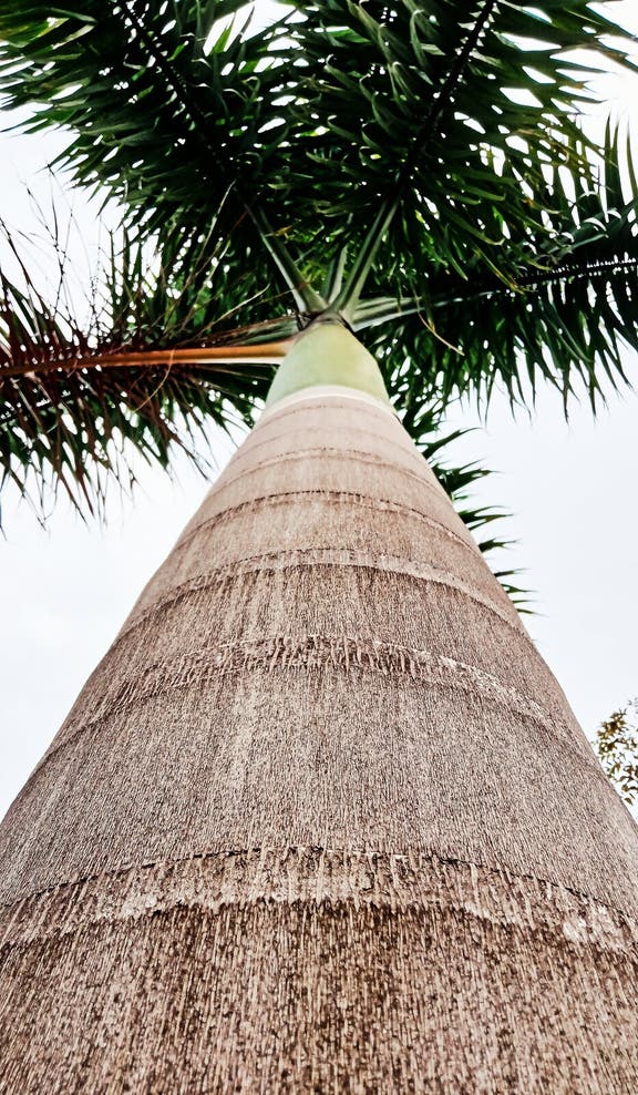 A Tall and Sturdy Palm Tree Stock Photo - Image of tall, sturdy: 279270182