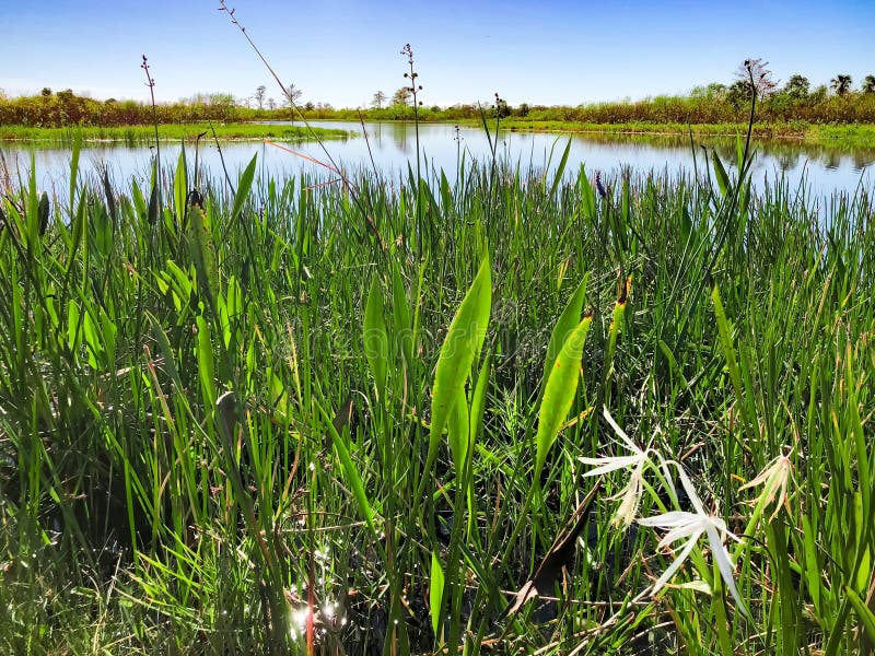 Tall swamp grass stock photo. Image of tall, swamp, wetlands - 8003308