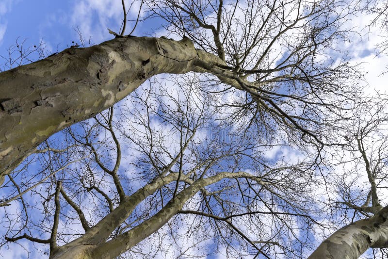 A Tall Sycamore Tree with Branches without Foliage Stock Photo - Image ...