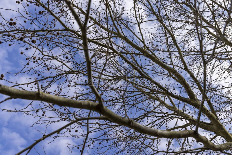 A Tall Sycamore Tree with Branches without Foliage Stock Image - Image ...