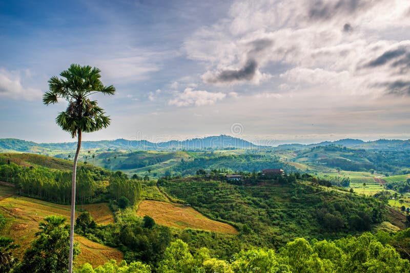 A Tall Tan Tree that Rises on a High Hill. Stock Photo - Image of ...