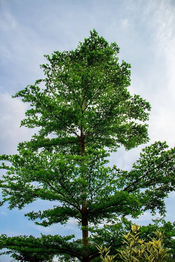 The Tall Terminalia Ivorensis Tree in the Park Stock Image - Image of ...