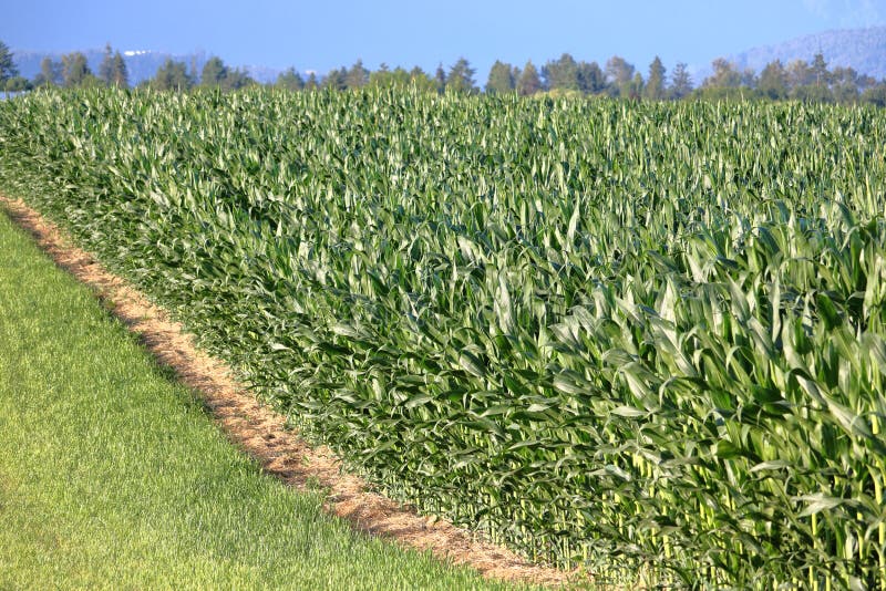 Cow Corn Field Stock Images - Download 1,024 Royalty Free Photos