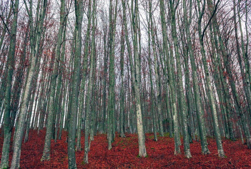 Tall and Thick Trees in an Old Forest in Romania Stock Image - Image of ...