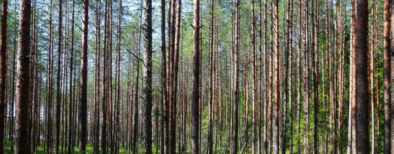 Tall Thin Pine Trees in Swampy Woods Stock Photo - Image of polesie ...