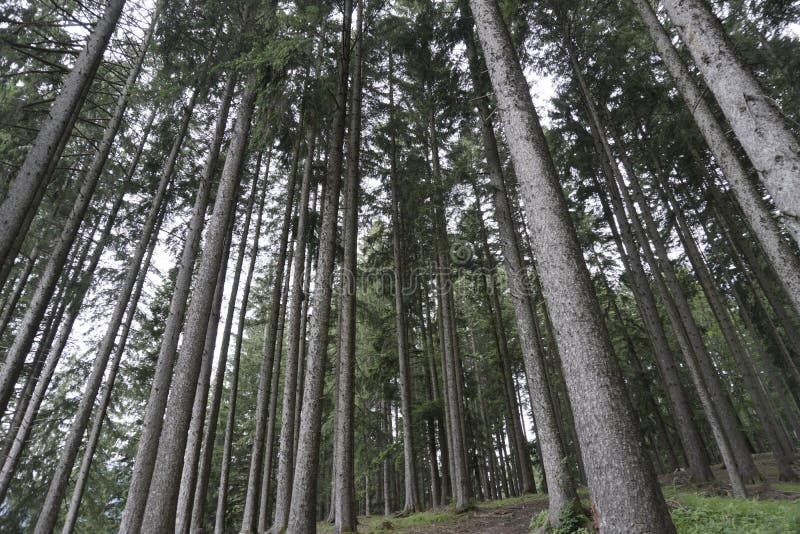 Tall Thin Trees in the Forest Stock Image - Image of outdoor, natural ...