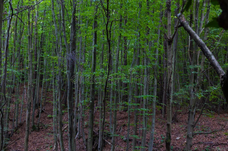 Tall and Thin Trees in the Forest in the Autumn. Carbon Neutrality ...