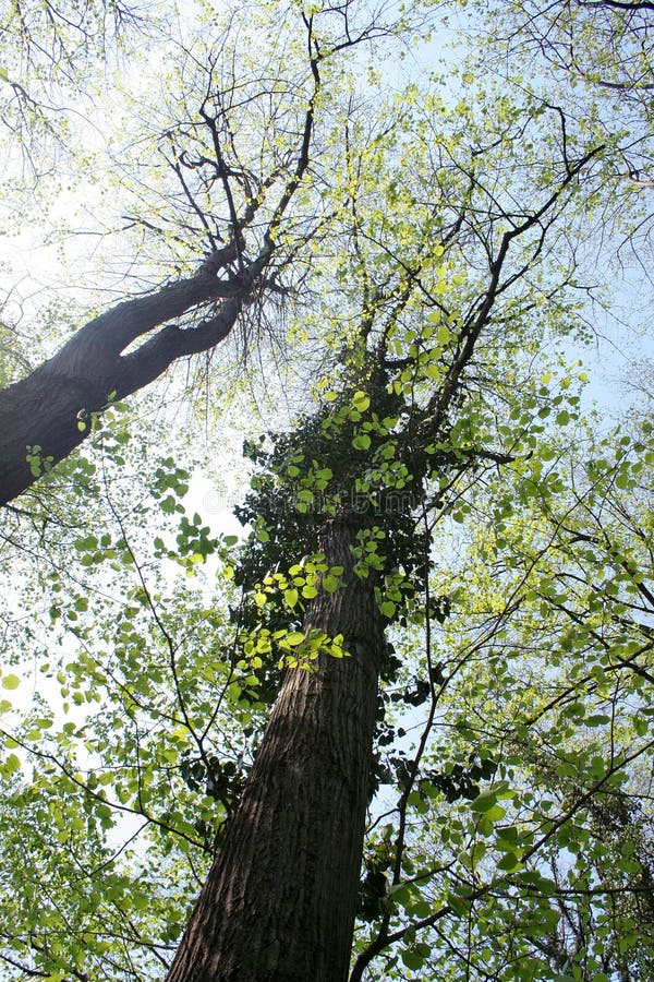 Tall Thin Trunk of Trees Perspective from Down To Up View . Stock Image ...