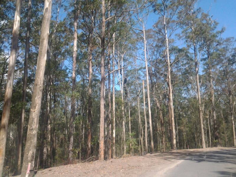 Tall Timbers stock photo. Image of hamurana, redwood, backlit - 7795294