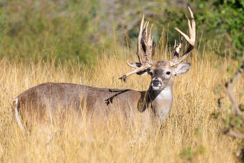Tall Typical Whitetail Buck in Fall Stock Image - Image of curl ...
