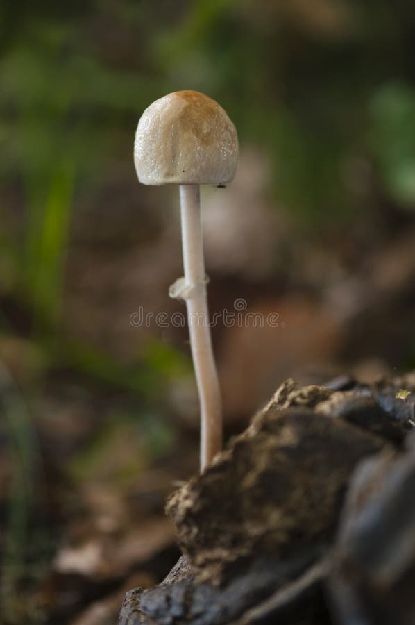 Tall Toadstool Reaching for the Skies Stock Photo - Image of natural ...