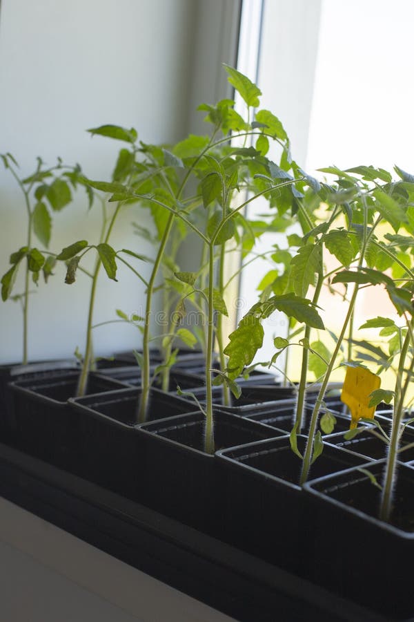 Tall Tomato Seedlings. Seedlings of Selective Tomatoes Stock Photo ...