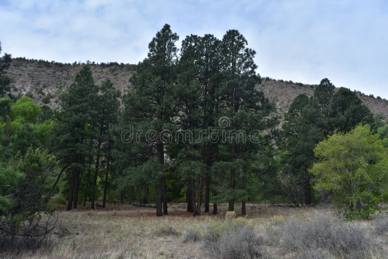 Tall Towering Evergreen Trees in New Mexico Stock Photo - Image of ...