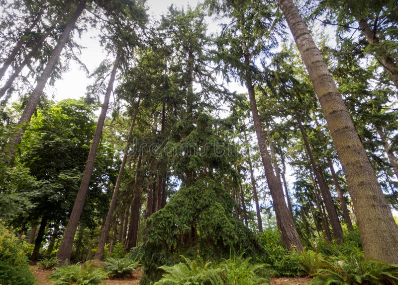 Towering Pine Forest stock image. Image of michigan - 100278579