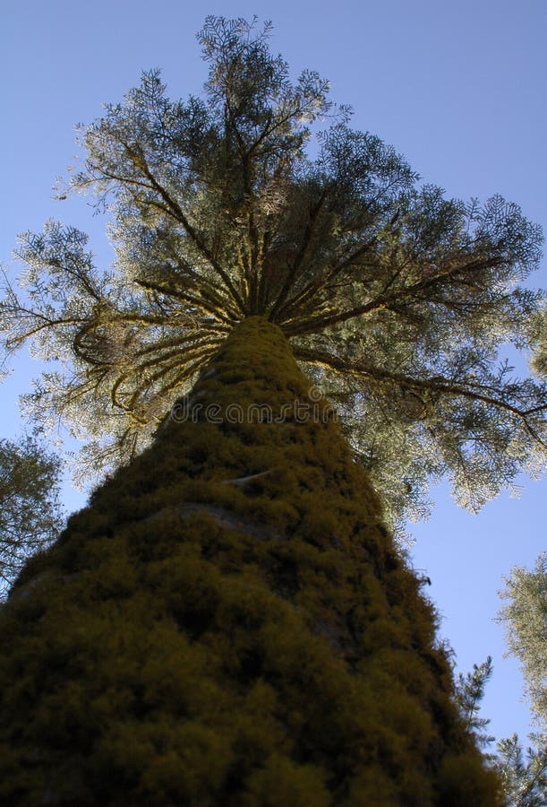 Tall tree stock photo. Image of reaching, looking, tree - 3293406
