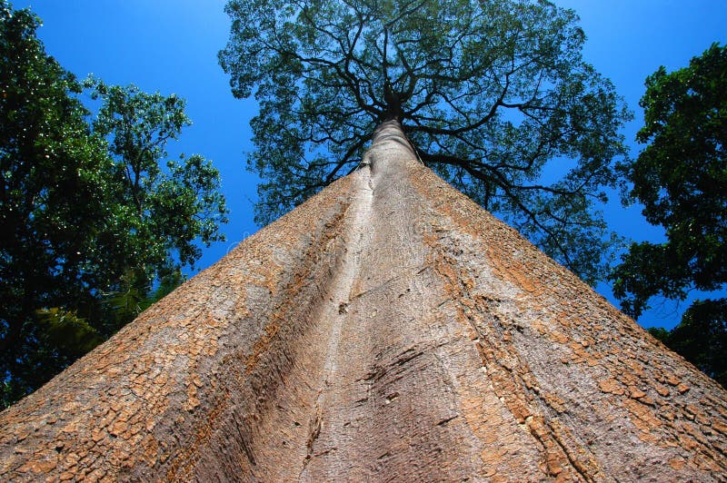 Tall Tree stock photo. Image of tree, bottom, blue, bark - 88590