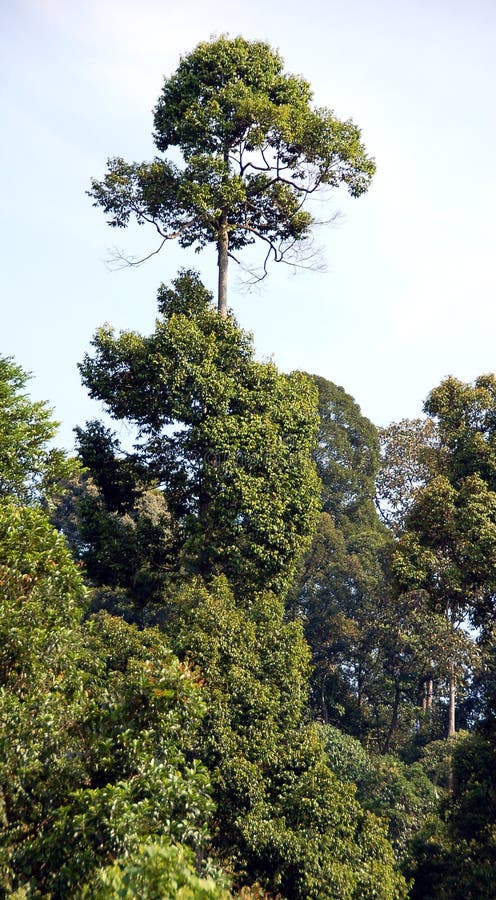 Tall tree stock photo. Image of secondary, evergreen, strong - 944562