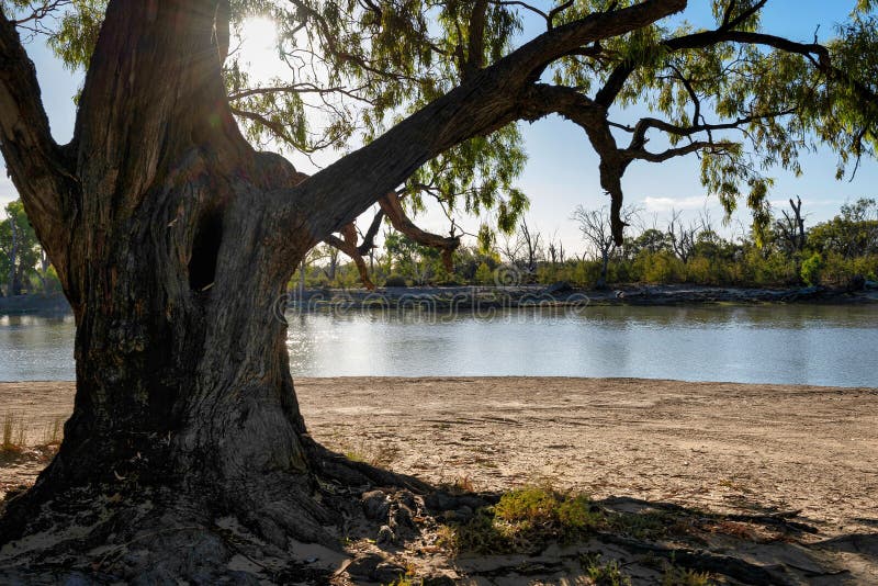 Tall Tree on the Banks of a Tranquil River, Its Roots Reaching into the ...