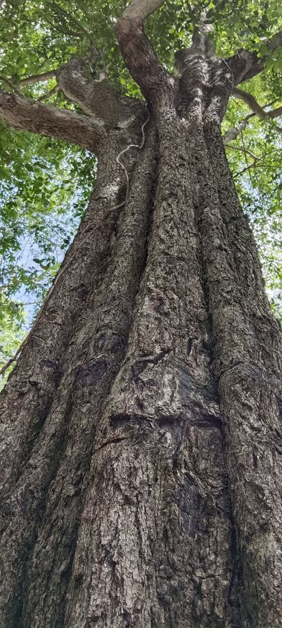 A Tall Tree with Beautiful Branches. Leaves Function As Photosynthesis ...