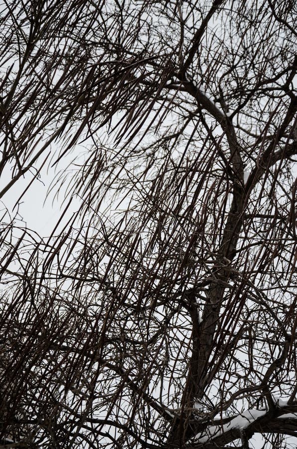 Pods of Black Pepper on Tree. India-Maharashtra Stock Image - Image of ...
