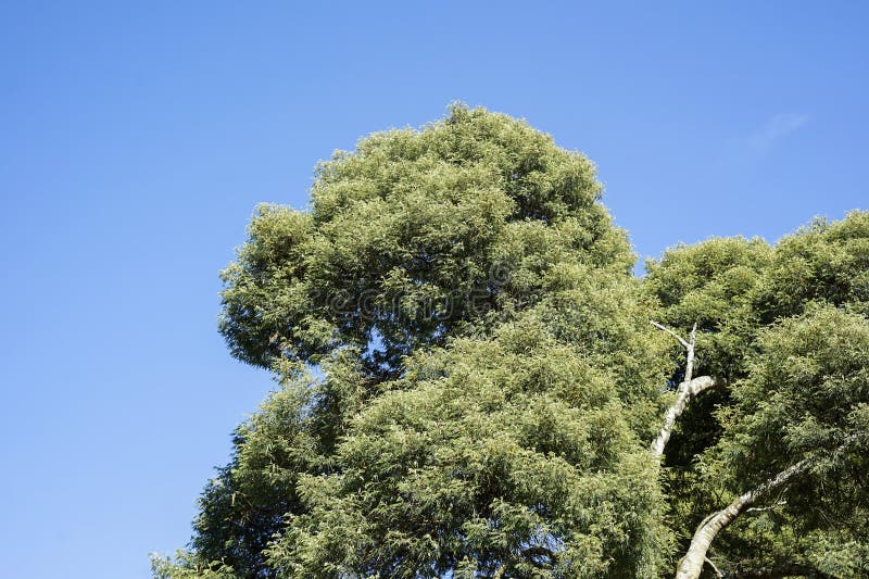 Pohon Landscape Single Stock Photos - Free & Royalty-Free Stock Photos ...