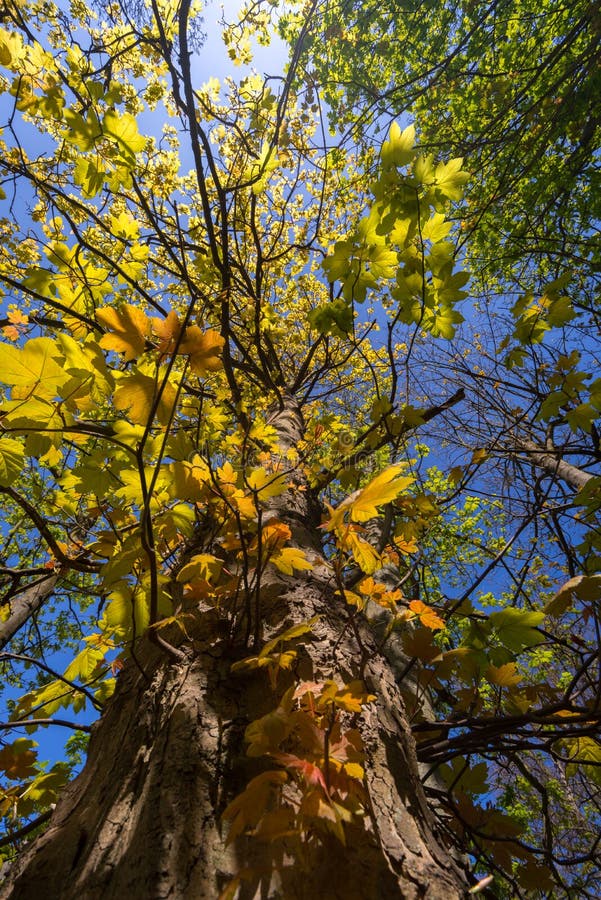 Tall Tree with Branches in Spring from Below with Blue Sky Stock Image ...