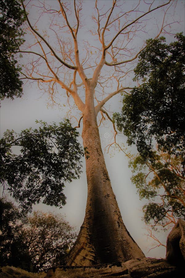 Tall Tree of the Cambodian Jungle in Angkor Wat Stock Photo - Image of ...