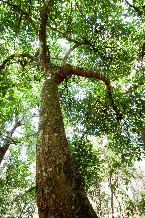 Tall tree with canopy stock photo. Image of environment - 82765124