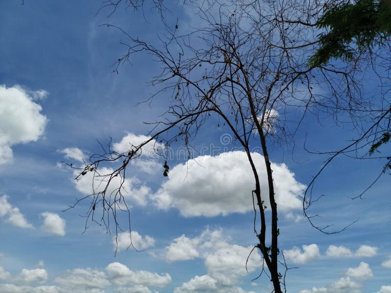 A Tall Tree on Cloud Sky Background by Nature Stock Image - Image of ...