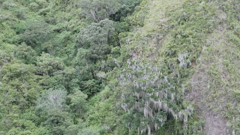 Tall Tree Covered with Lichen in a Native Forest, Ecuador Stock Footage ...