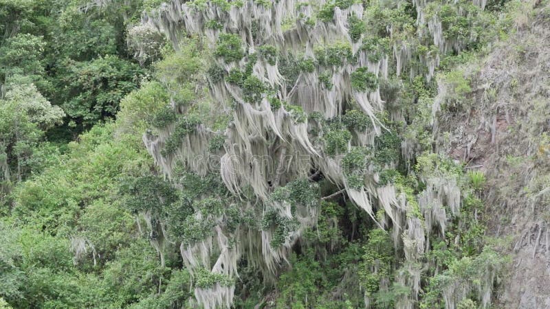 Tall Tree Covered with Lichen in a Native Forest, Ecuador Stock Video ...
