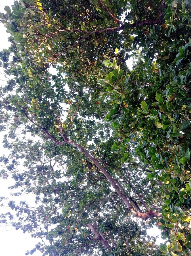 A Tall Tree with Dense Green Leaves and Many Branches Stock Image ...