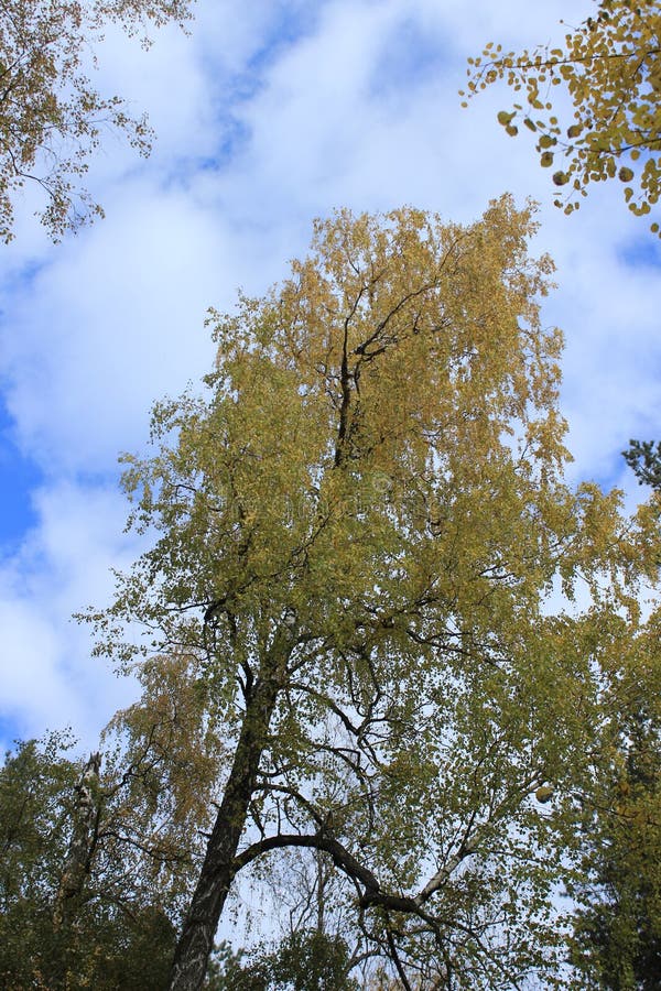 Tilted Tree with Yellow Leaves. Russia. Stock Image - Image of long ...