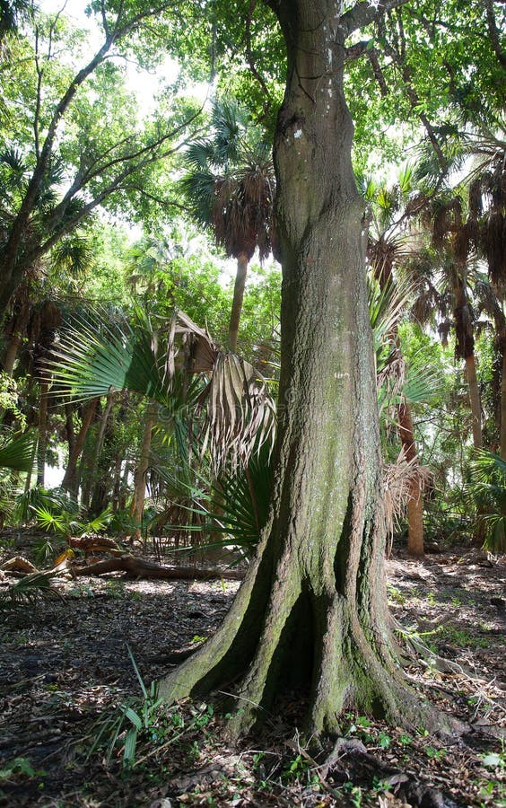 Tall tree stock photo. Image of tree, blue, dirt, black - 30971530