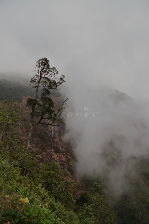 Tall Tree on the Edge of a Cliff in the Fog Stock Image - Image of edge ...