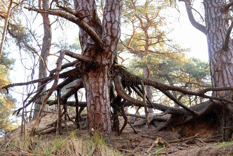 Strange growing tree roots stock photo. Image of root - 367210584