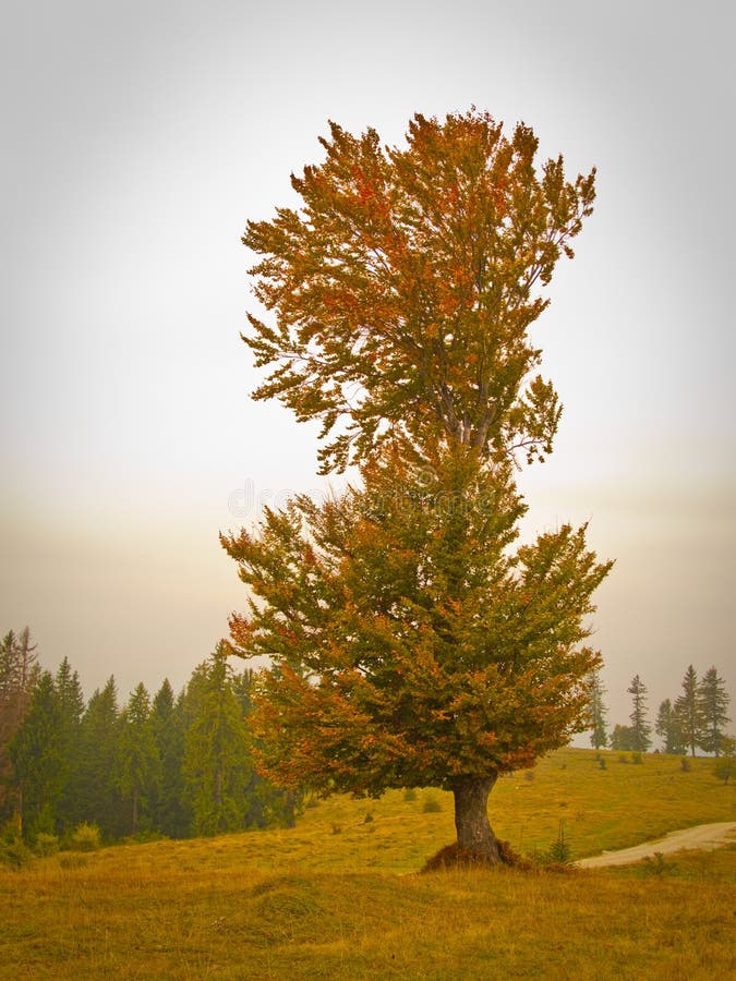 Colorful Autumn Trees and Lake Stock Photo - Image of tree, landscape ...