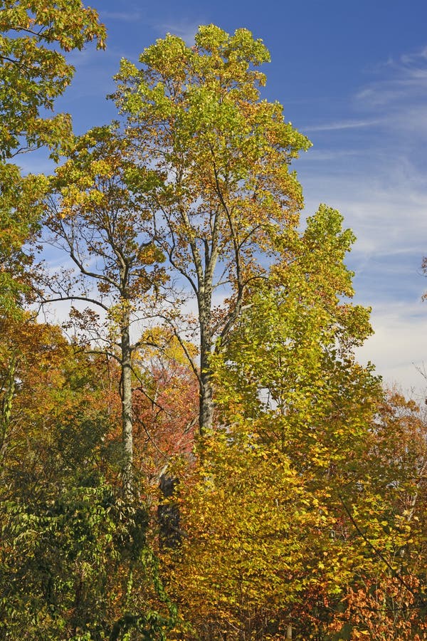 Tall Tree in Fall Colors stock photo. Image of scenic - 64725444