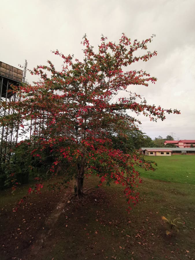 A Tall Tree during Fall Season. Stock Photo - Image of flower, leaf ...