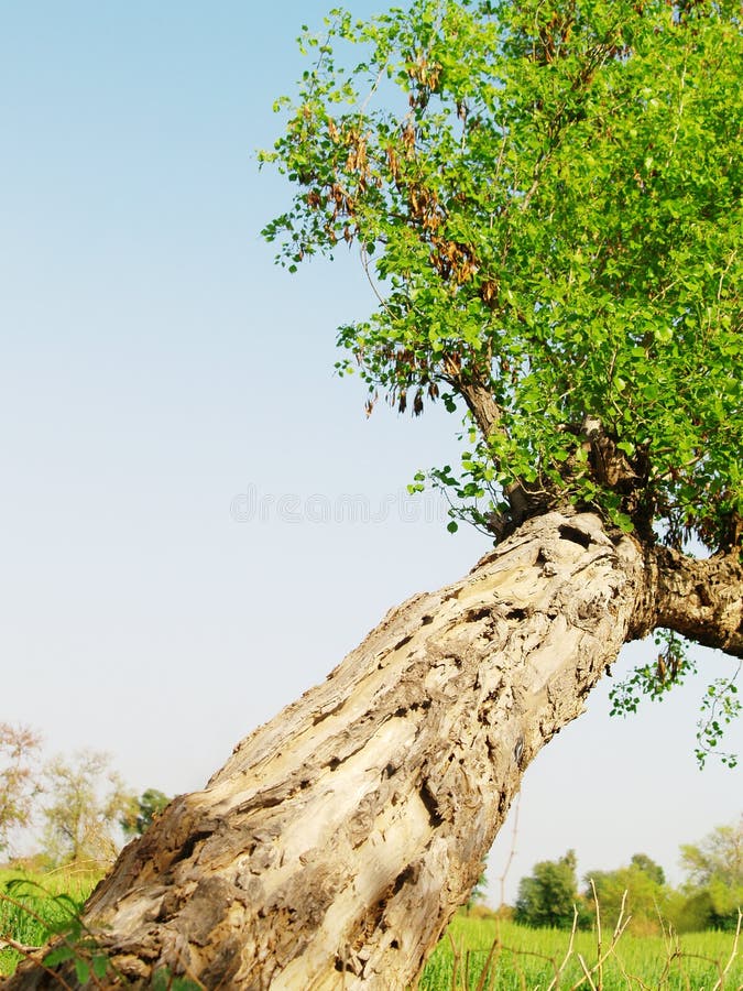 Tall tree stock image. Image of bark, trunk, branch, blue - 15393177