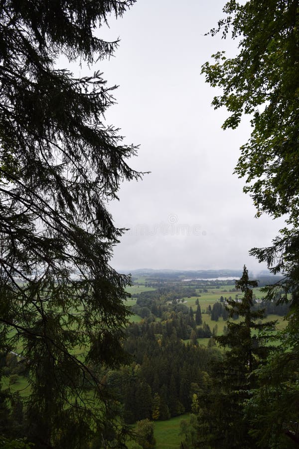 Tall Tree in the Field on a Gloomy Day Stock Photo - Image of cloudy ...