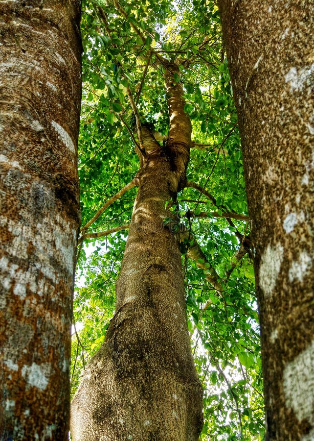 A Tall Tree Filled with Green Leaves Stock Image - Image of trunk ...