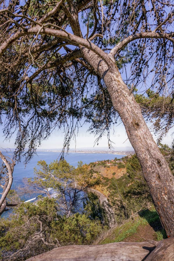 Portrait Style Photograph of Tree Lined Meadow with Full Ocean View ...