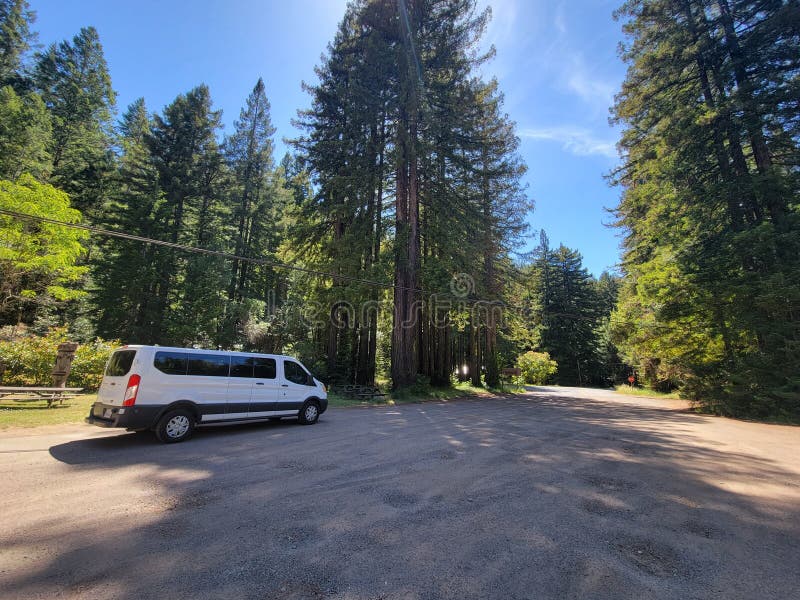 Tall Tree Forest Exploration Stock Photo - Image of tree, lane: 278669890