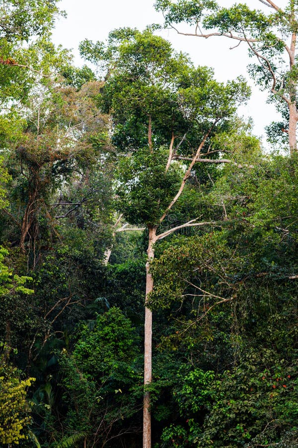 A Tall Tree in a Forest with Green Leaves Stock Photo - Image of people ...