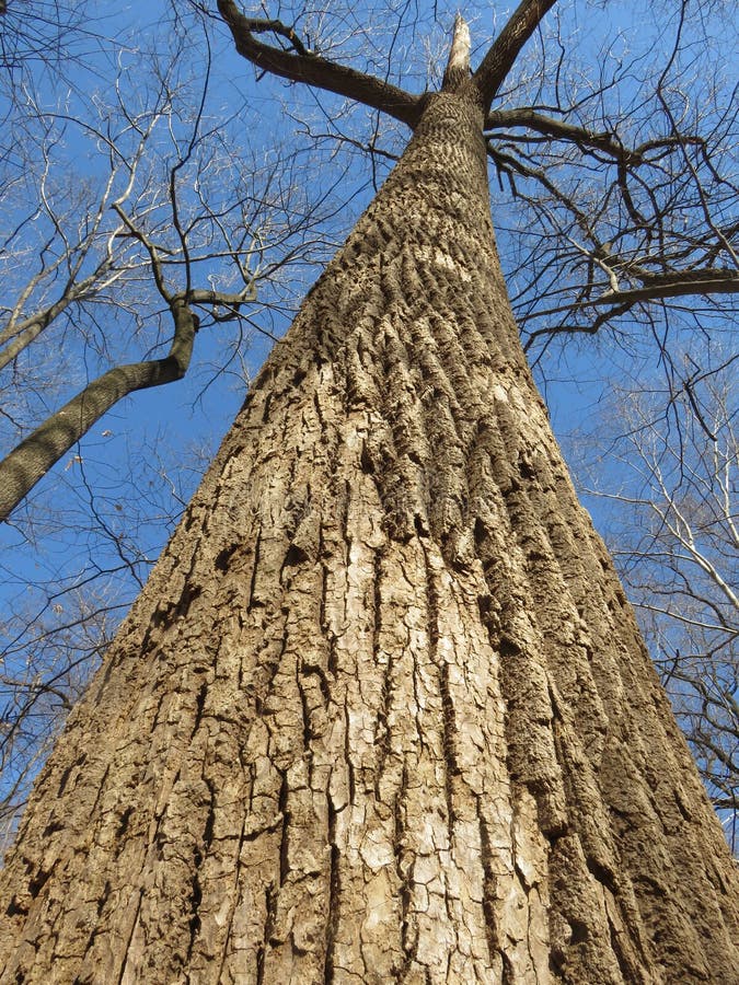 Tall Tree in the Forest in March Stock Image - Image of blue, tree ...